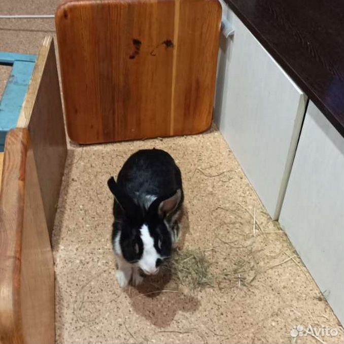 Декоративные кролики в добрые руки