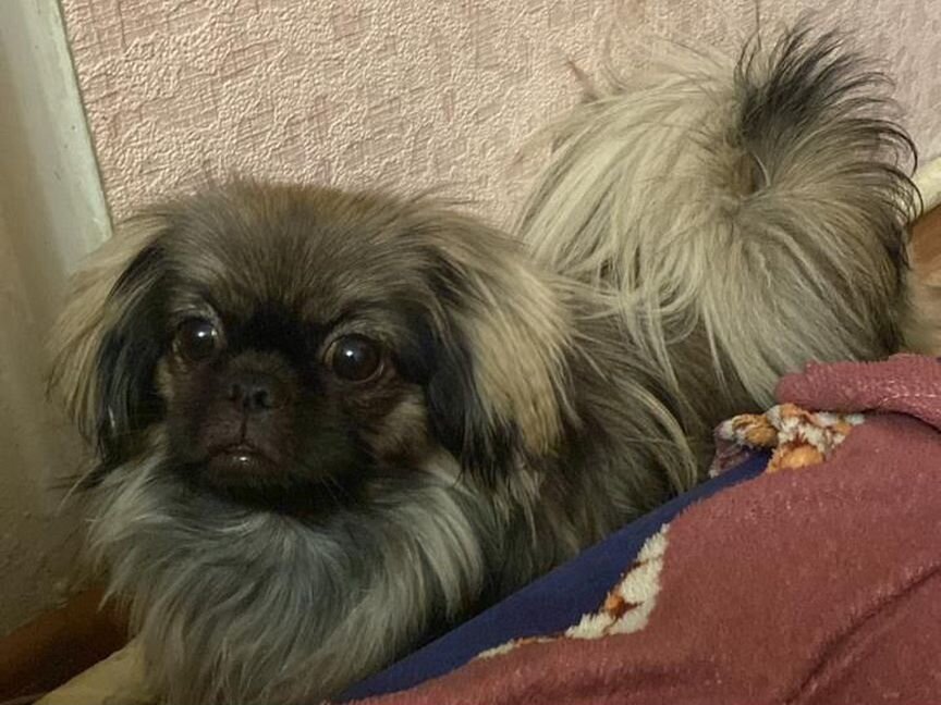 Пекинес в добрые руки