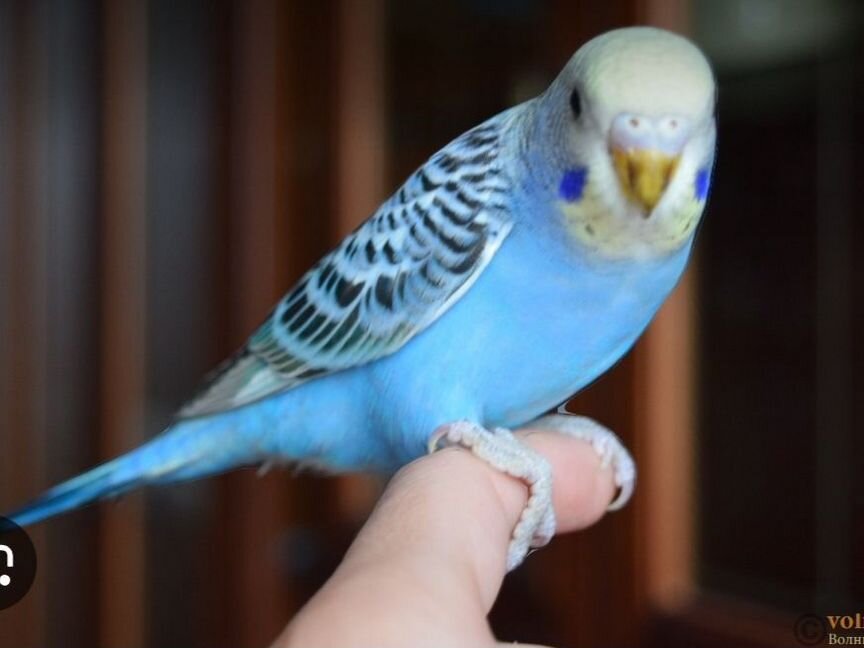 Волнистый попугай ручной