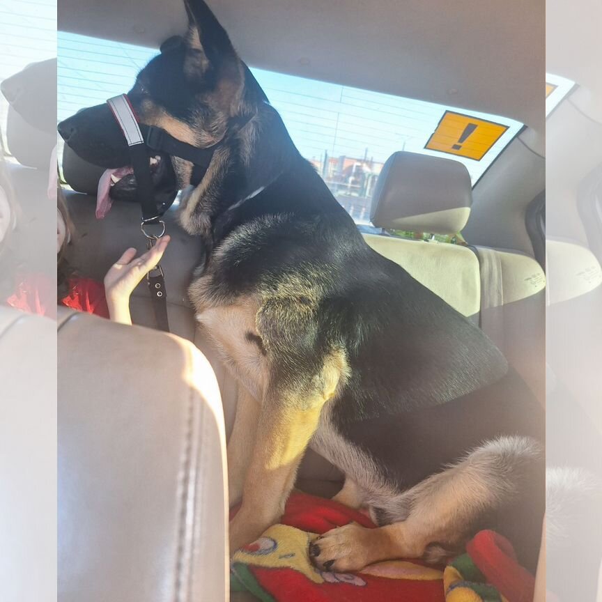 Восточно-европейская овчарка