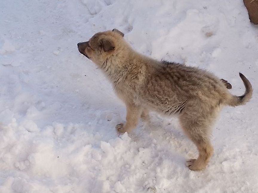 Собака в добрые руки отдам бесплатно