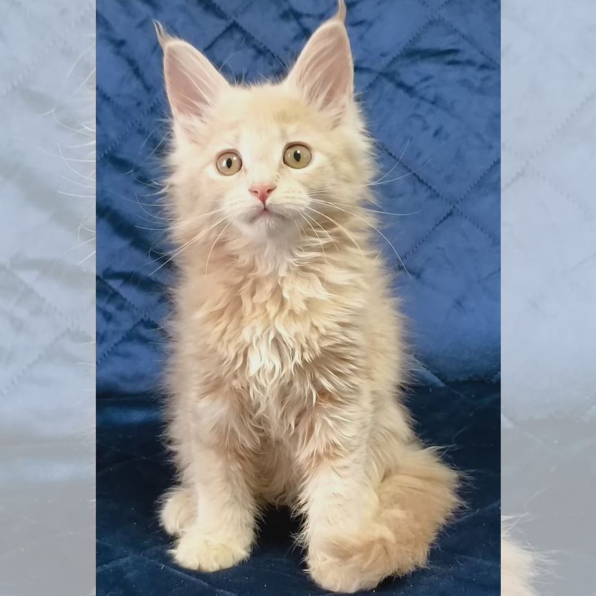 Мейн-кун котёнок