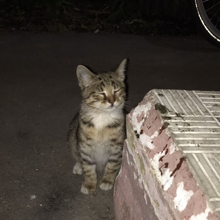 Бездомный котенок