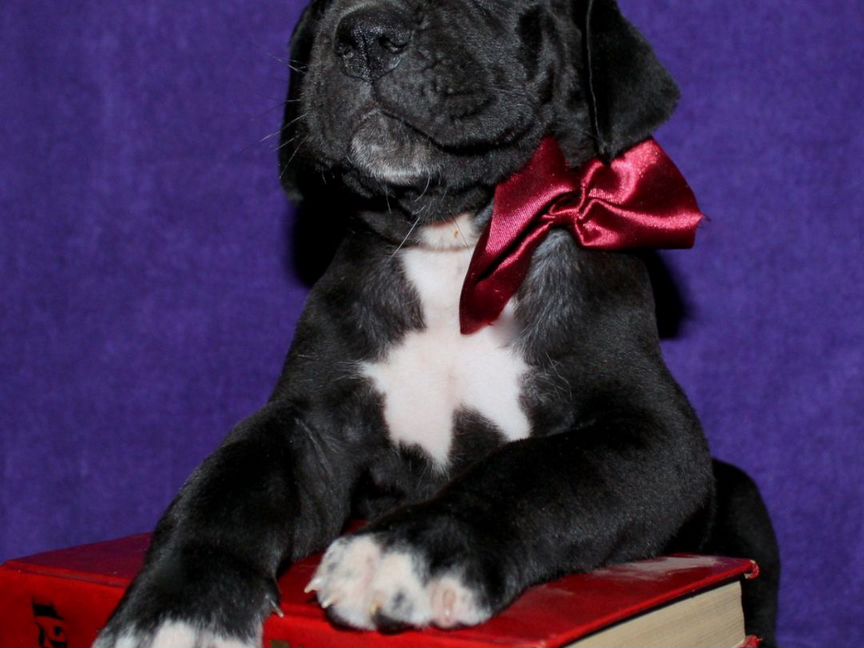 Щенки Немецкого дога с РКФ