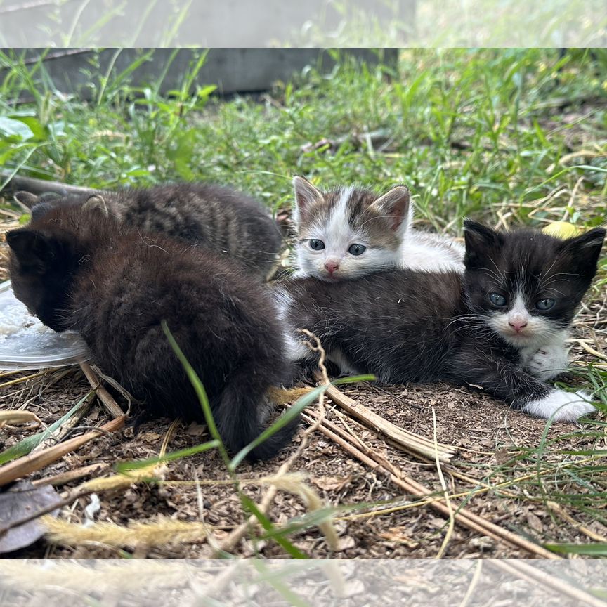 Котята в добрые руки бесплатно