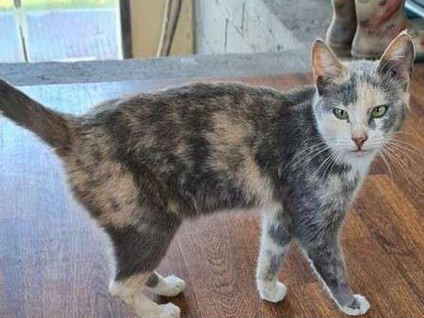 Кошечка 8 месяцев в добрые руки