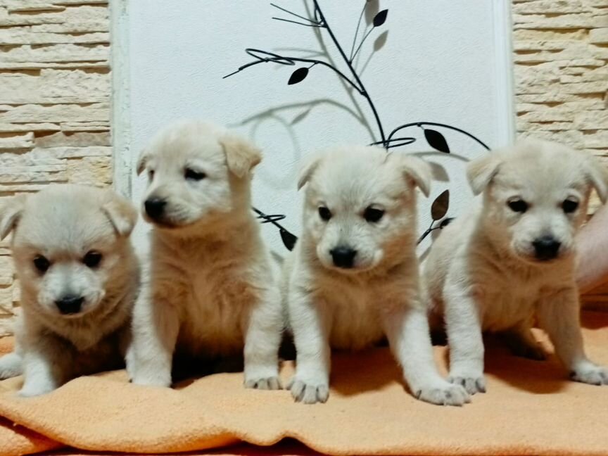 Щенки в добрые руки