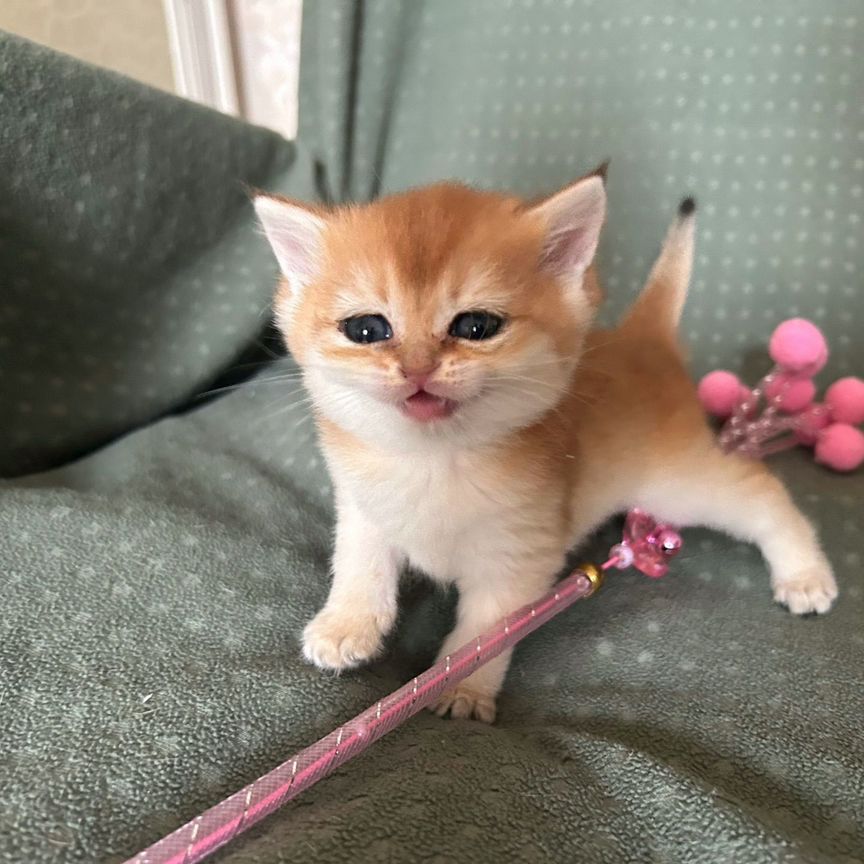 Девочка, золотая шиншилла