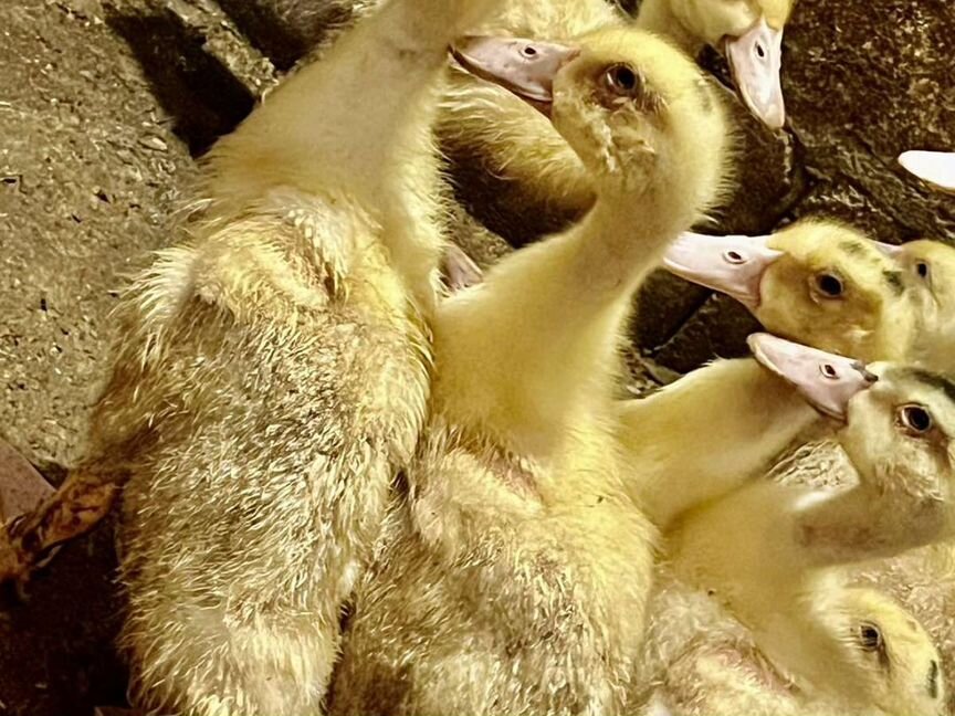 Муларды подрощенные