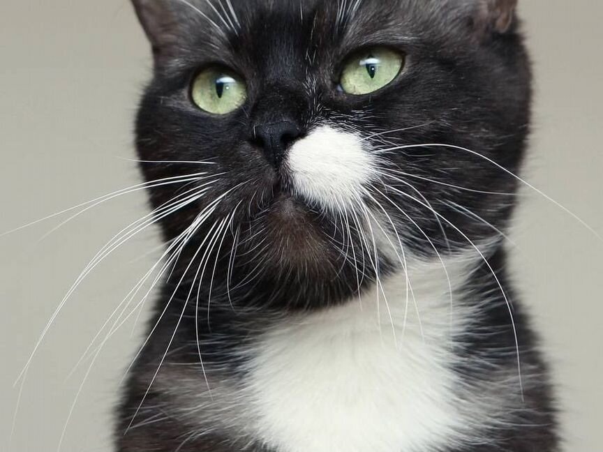 Удивительная Луша (кошка, 1,5 года)
