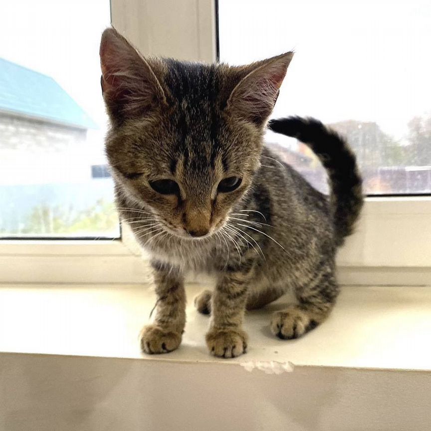 Котёнок (заплатим вам)