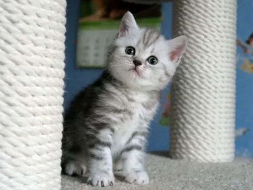 Британские вискас