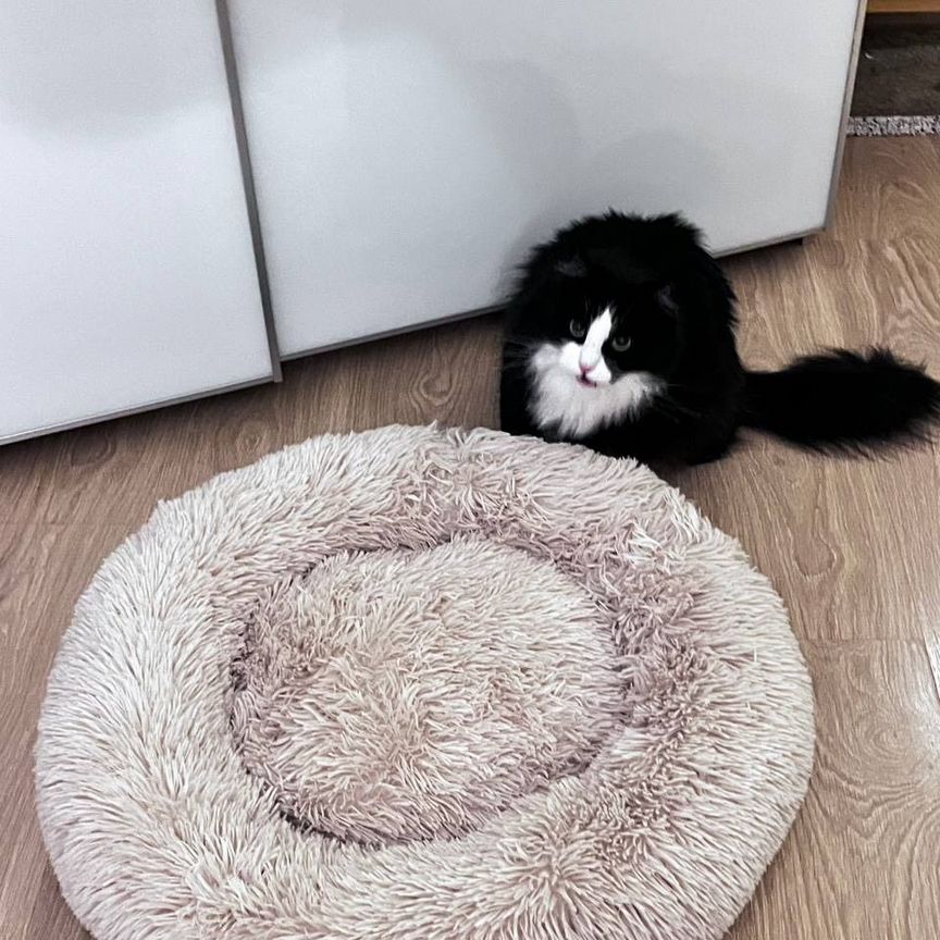 Лежанка для кота/собаки (новая)