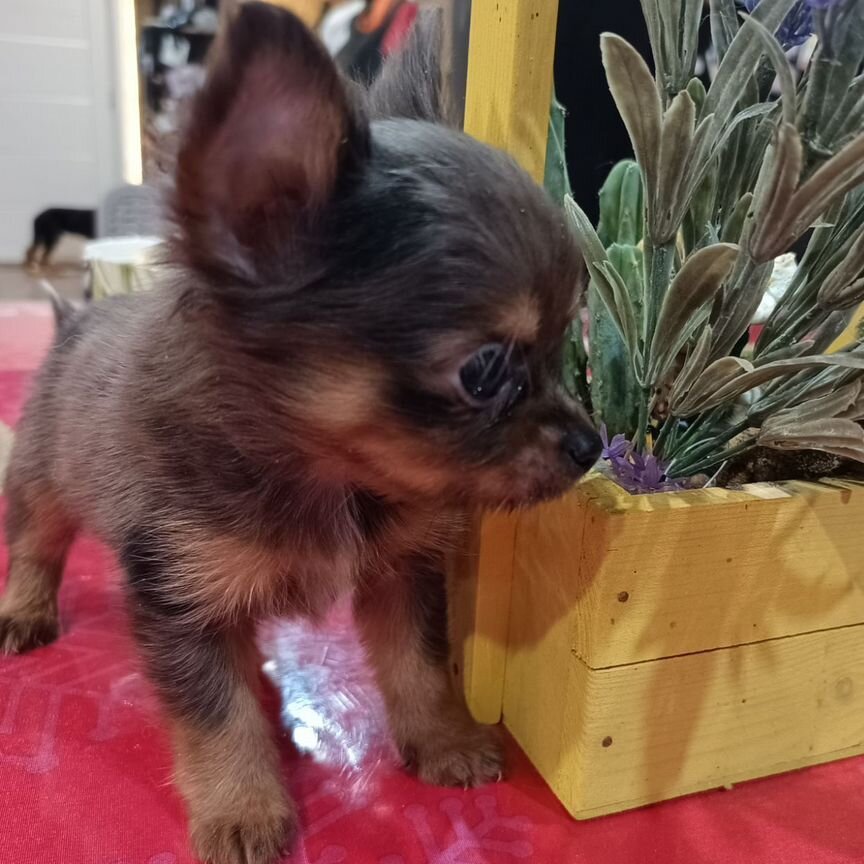 Чихуахуа, щенок