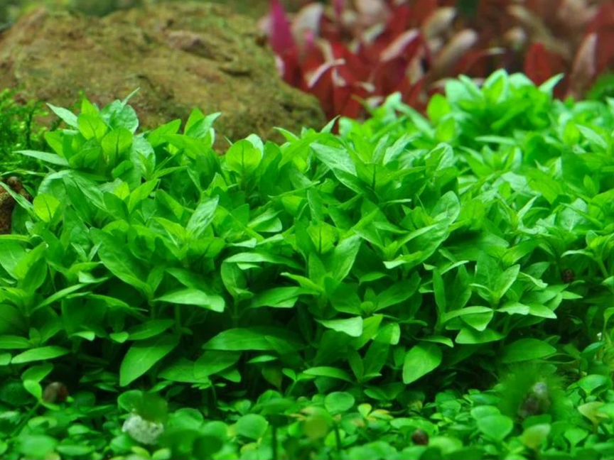 Стаурогин ползучий