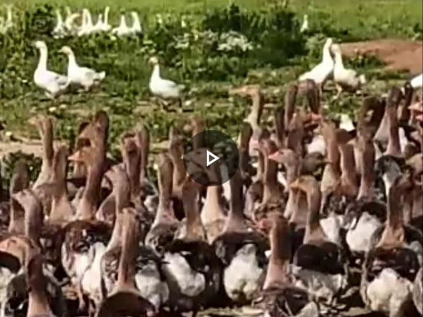 Инкубационное яйцо гусей