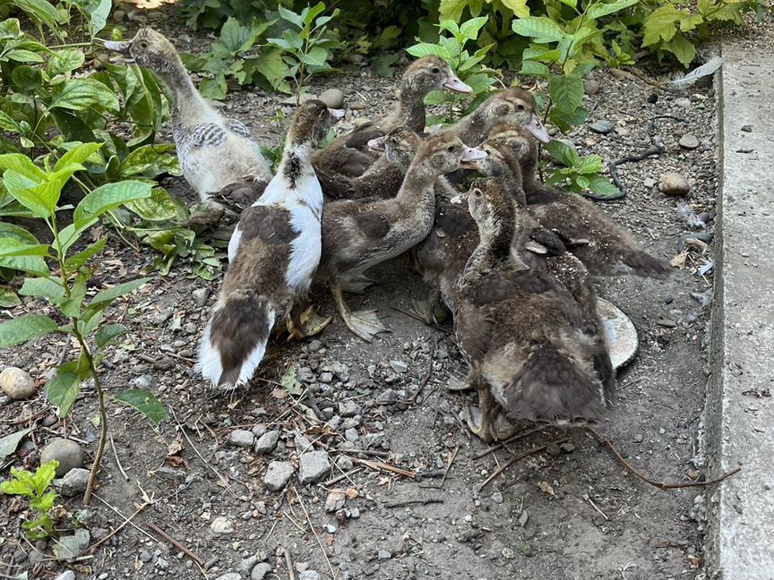 Утята индоутки