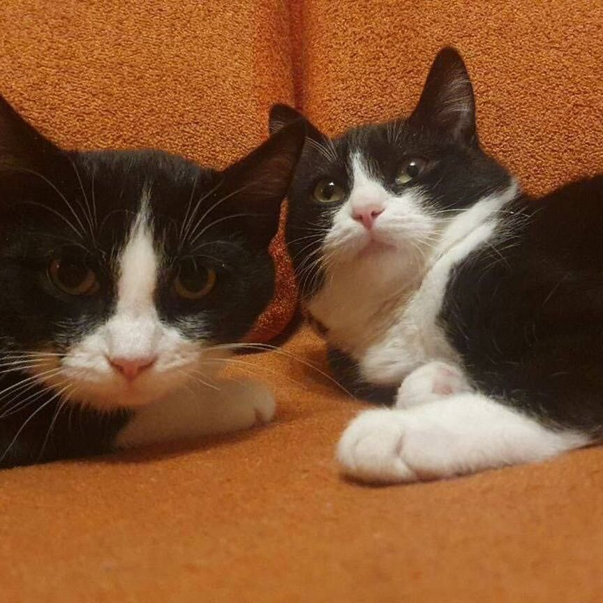 Кот и кошка в добрые руки