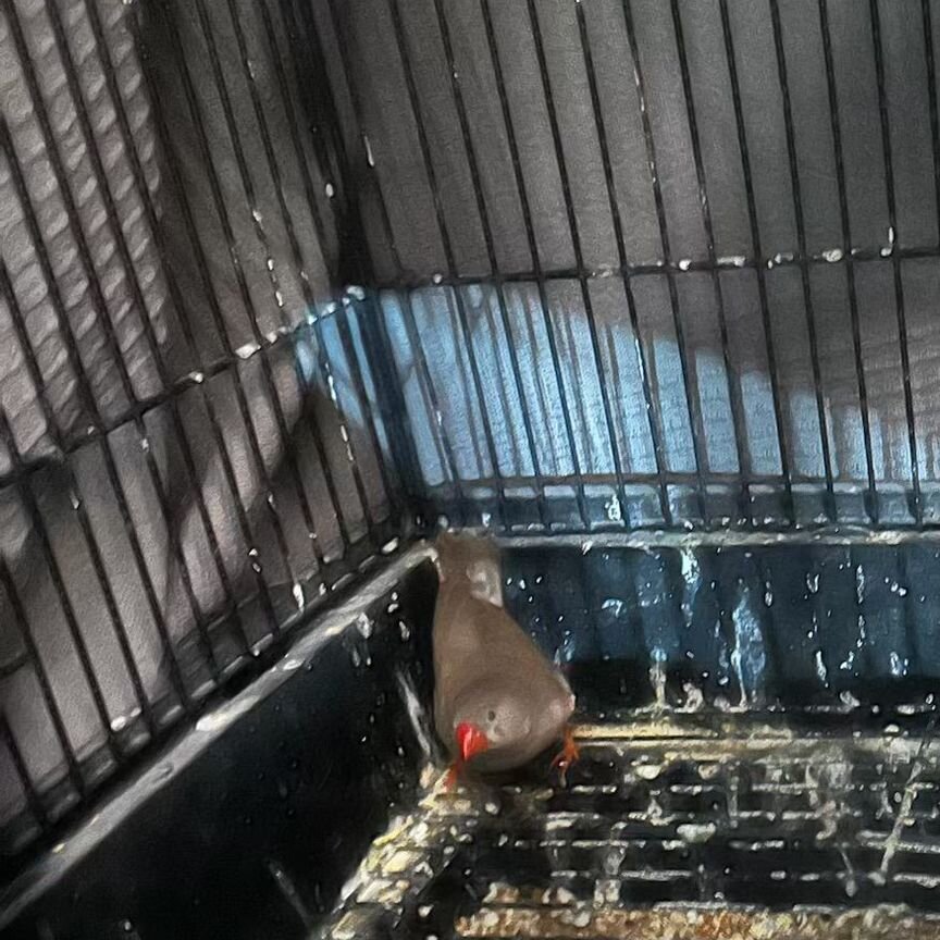 Амадин самка в добрые руки бесплатно