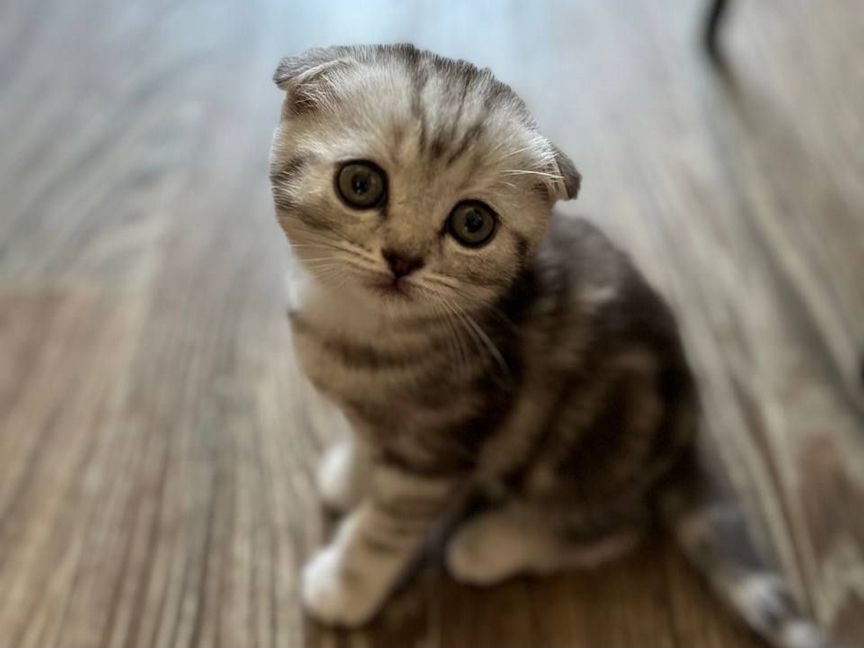 Шотландская вислоухая кот