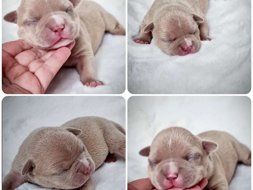 Американские булли красивые щенки