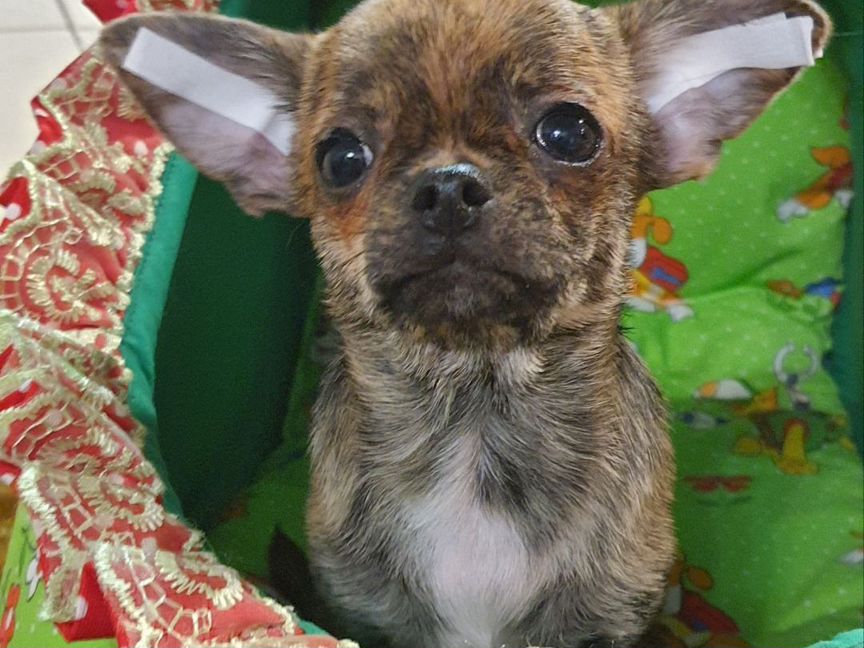 Щенки чихуахуа мальчик