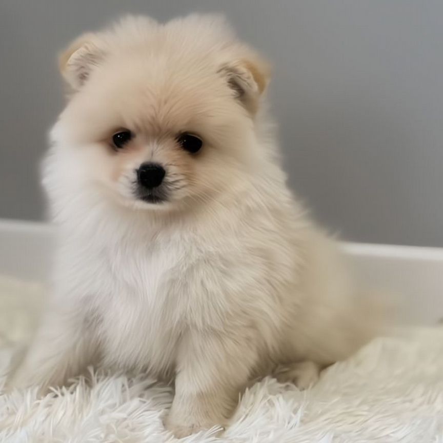 Померанский шпиц, щенок