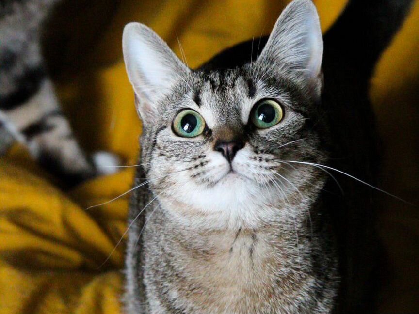 Табби красотка