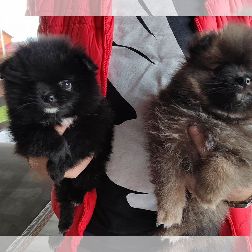 Немецкий шпиц мини