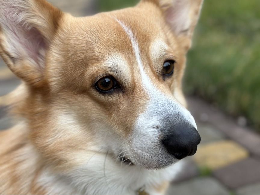 Вельш-корги пемброк вязка