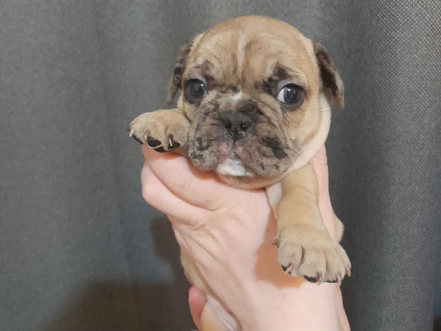 Французский бульдог щенки