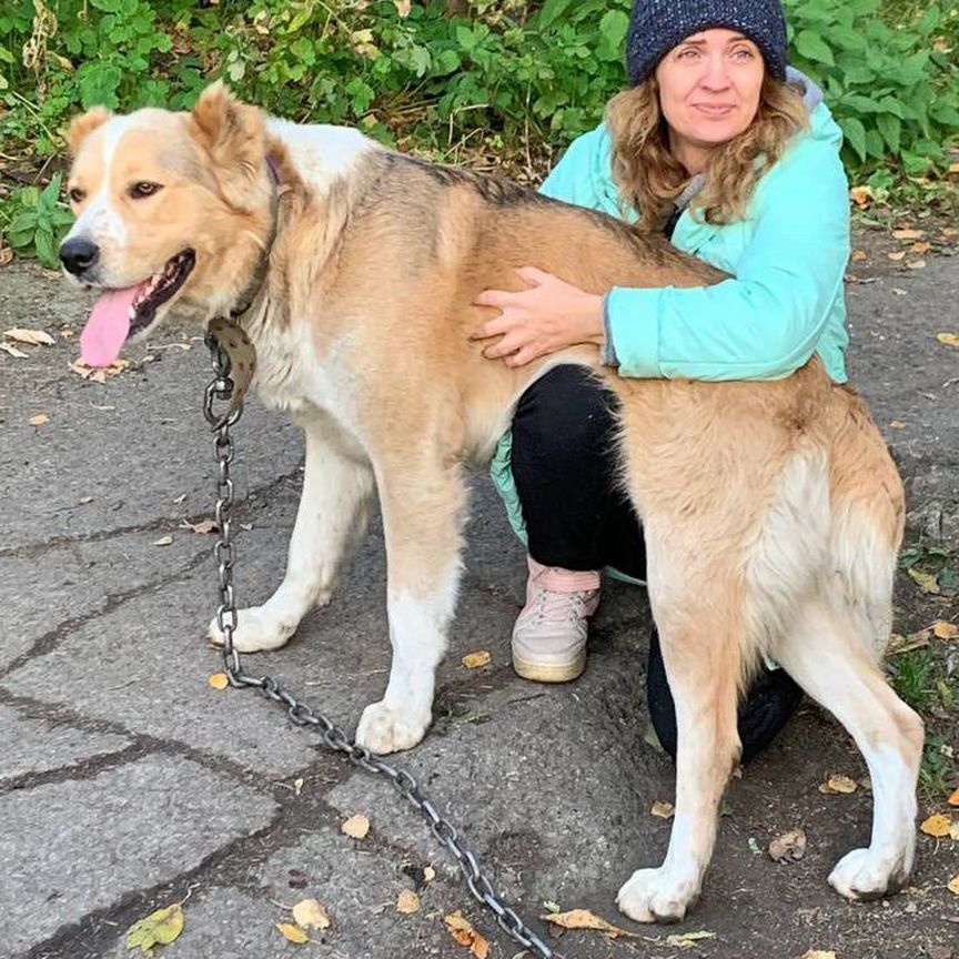 Алабай сао ищет дом