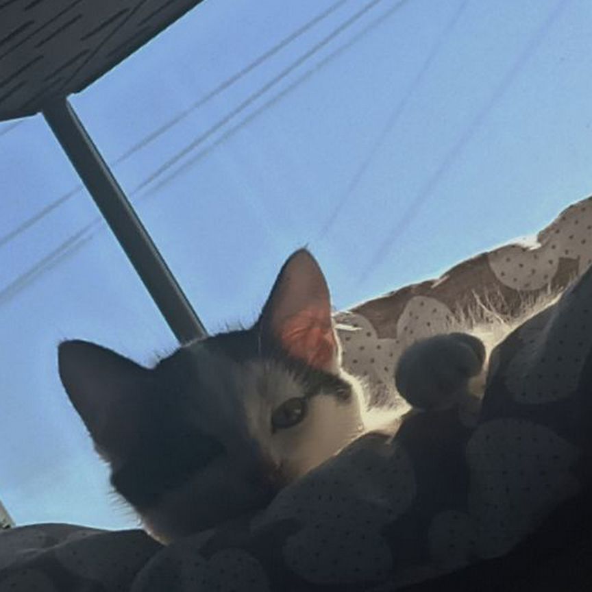 Котёнок