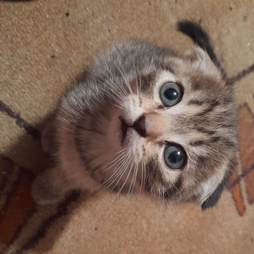 Шотландский вислоухий короткошёрстный котёнок