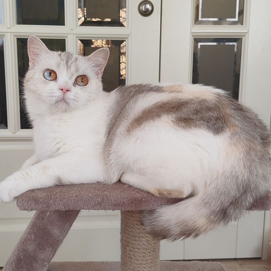 Скоттиш страйт кошка