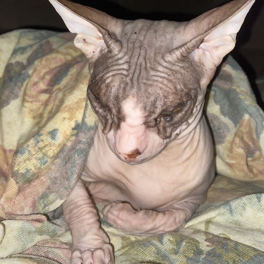 Канадский сфинкс