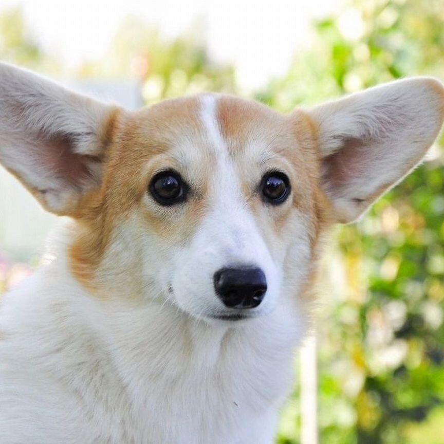 Собаки щенки корги