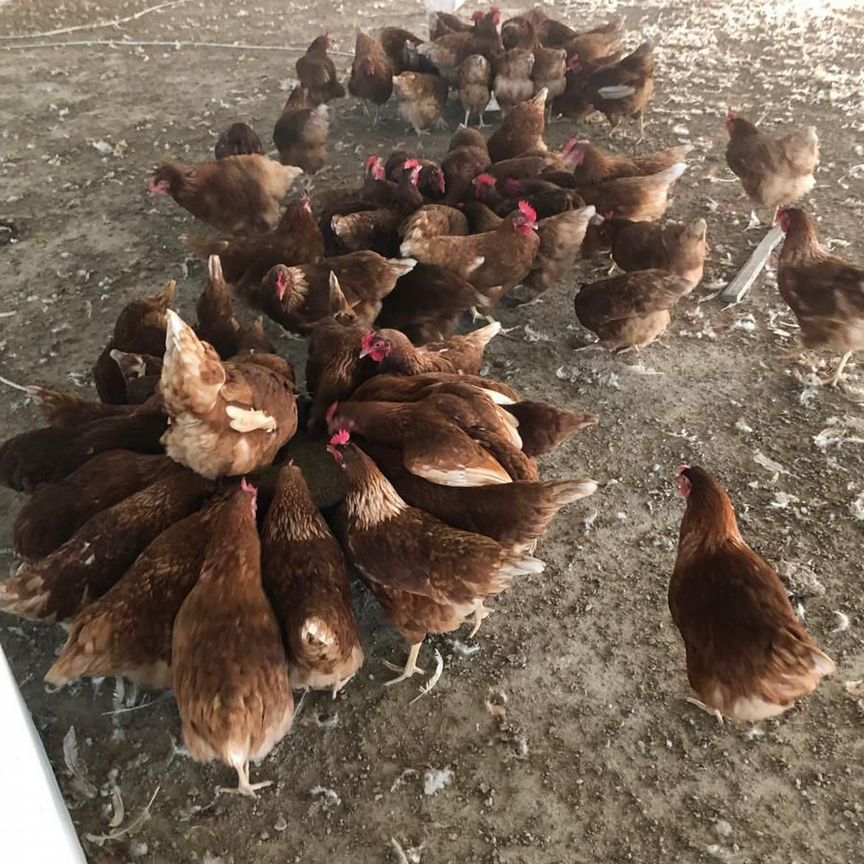 Куры несушки продам