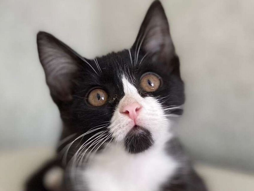 Котёнок, 2,5 мес., мальчик, ищет семью
