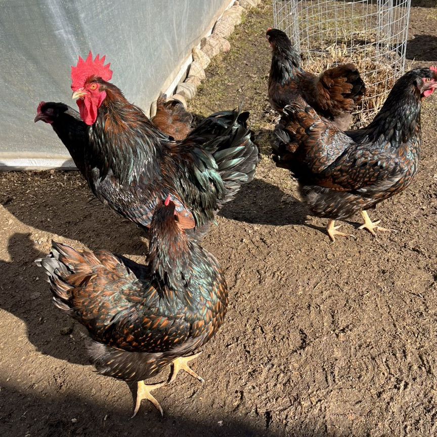 Семья Барневельдер