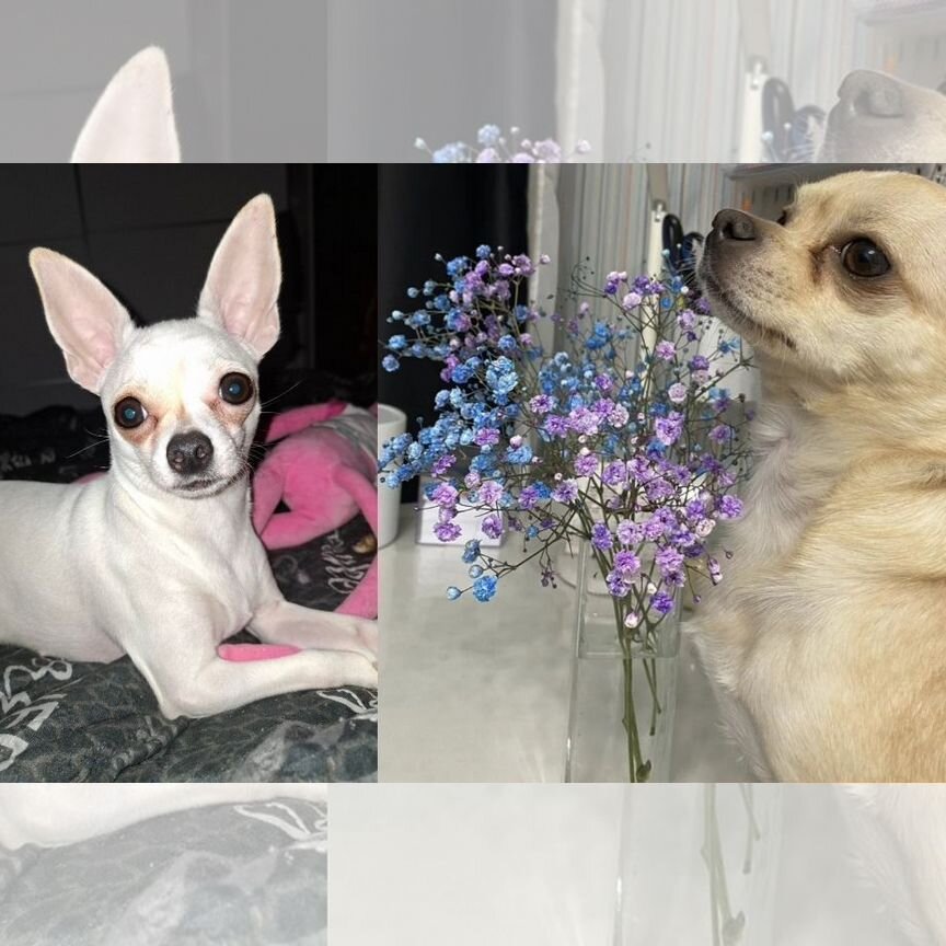 Чихуахуа, щенок