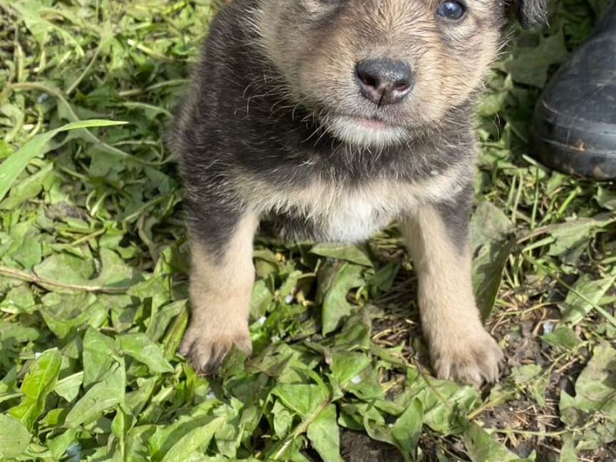 Щенки дворняжки 2 девочки, 2 мальчика