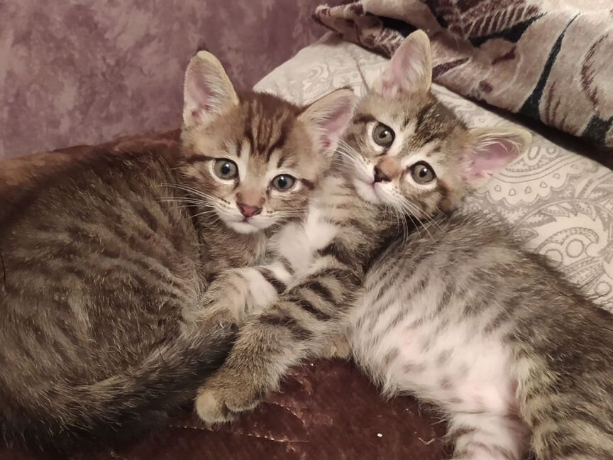 Оцикет котята