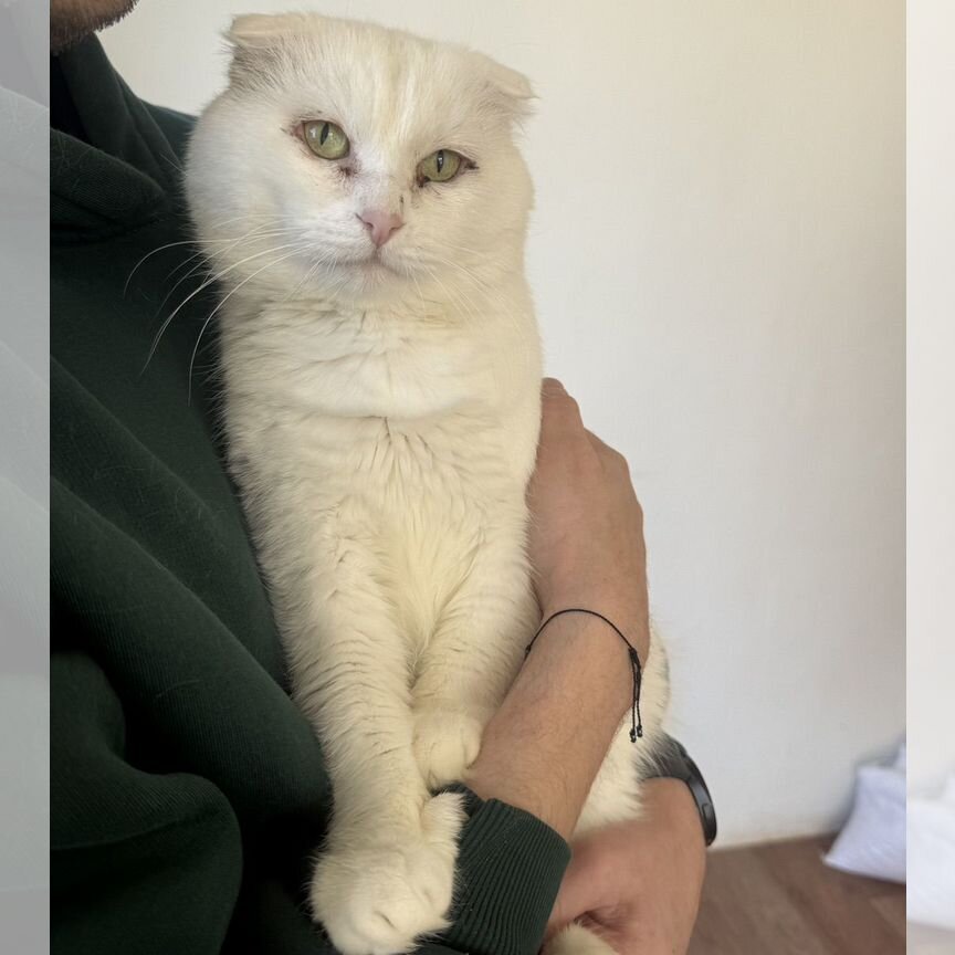 Шотландский вислоухий короткошёрстный, взрослый кот