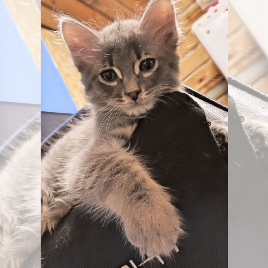 Сибирский котёнок