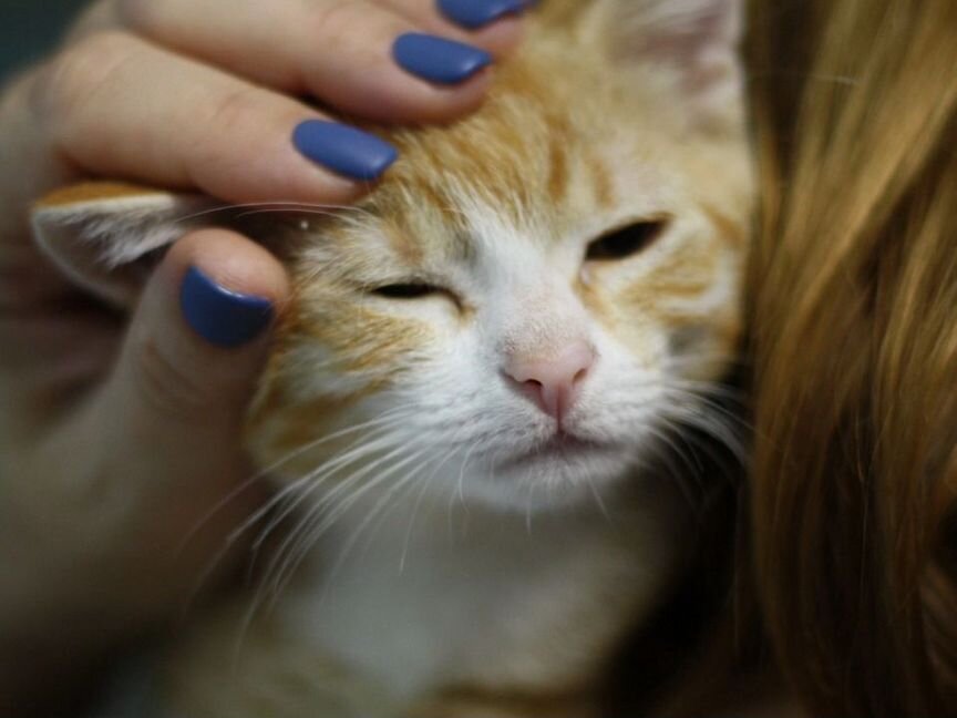 Рыжий котенок девочка в добрые руки бесплатно