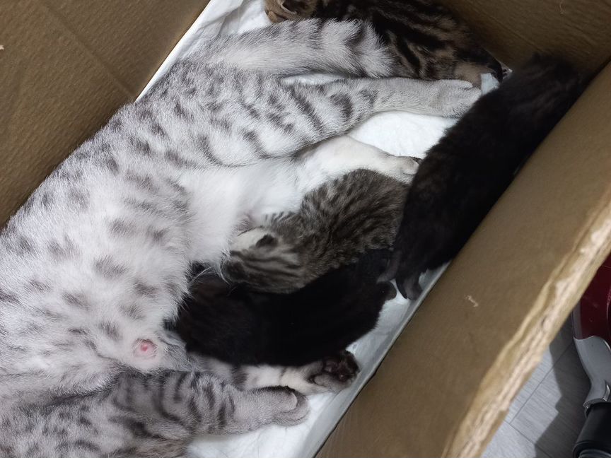Шоколадные котята