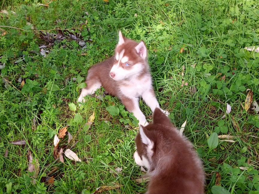 Сибирский хаски