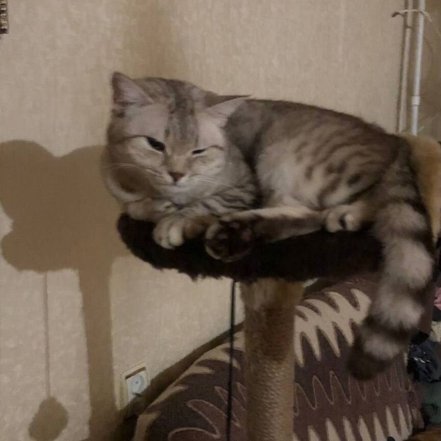 Британская короткошерстная кошка