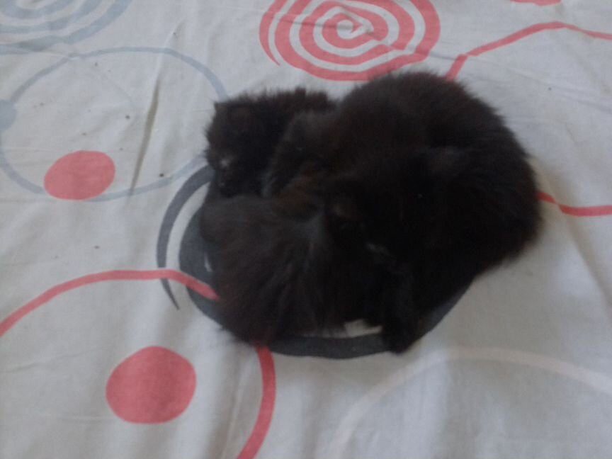 Отдадим котят в хорошие руки